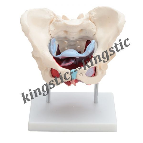 CBM-031C Female Pelvic with Muscles and Organs | kingstic
