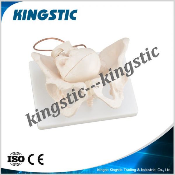 CBM-031H Pelvis with Birth Demonstration Model | kingstic
