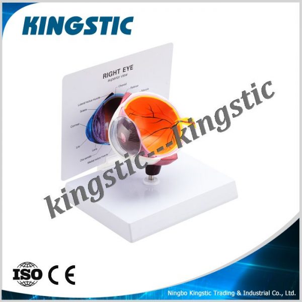 CBM-221B Half Eye Model(right eye) | kingstic
