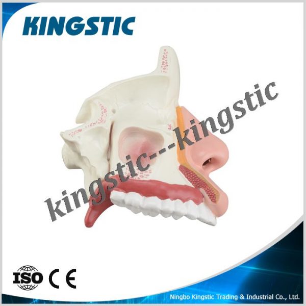 CBM-231A The nasal cavity anatomy model | kingstic