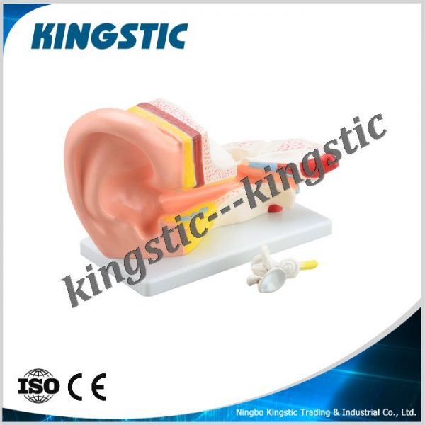 CBM-303B Middle Ear Model | kingstic