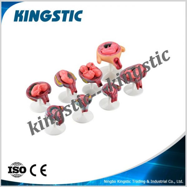 CBM-350B Process model of human pregnancy | kingstic