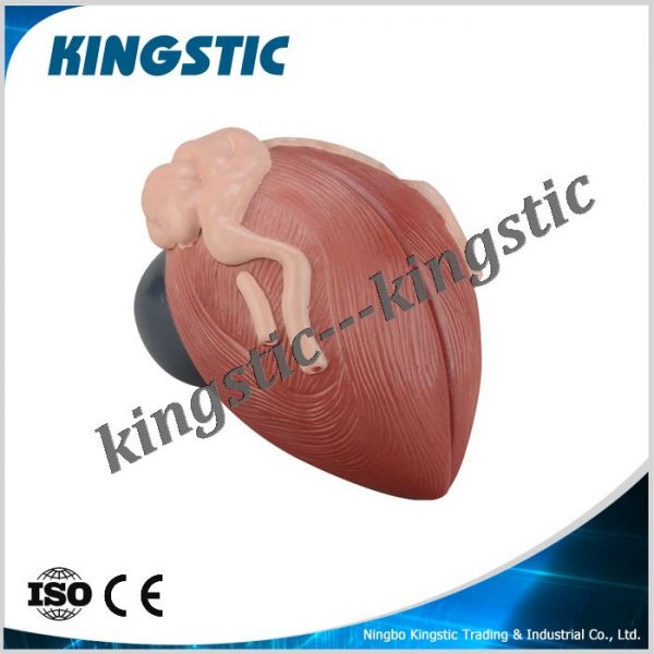 CBM-351A Bladder anatomical model | kingstic