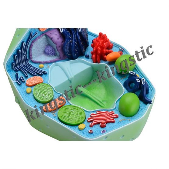 CBM-701A plant cell model 2 parts | kingstic