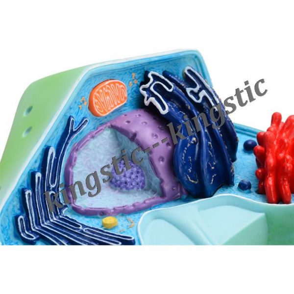 CBM-701A plant cell model 2 parts | kingstic